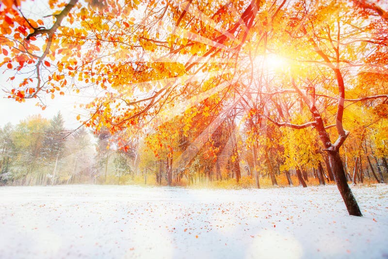 October Mountain Beech Forest with First Winter Snow, Stock Image ...