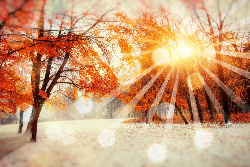 October Mountain Beech Forest with First Winter Snow, Stock Image ...