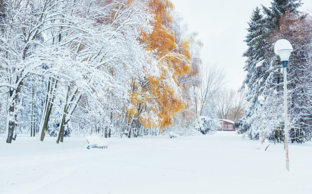 October Mountain Beech Forest with First Winter Snow Stock Image ...