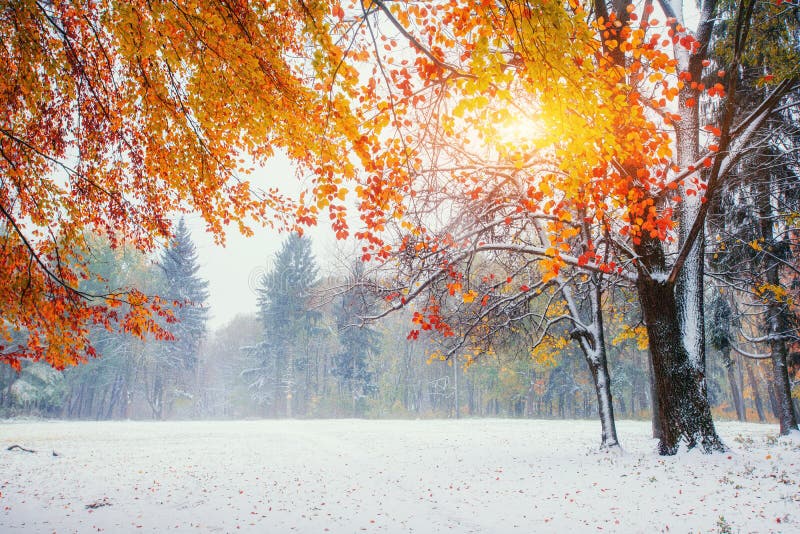 October Mountain Beech Forest with First Winter Snow. Stock Image ...