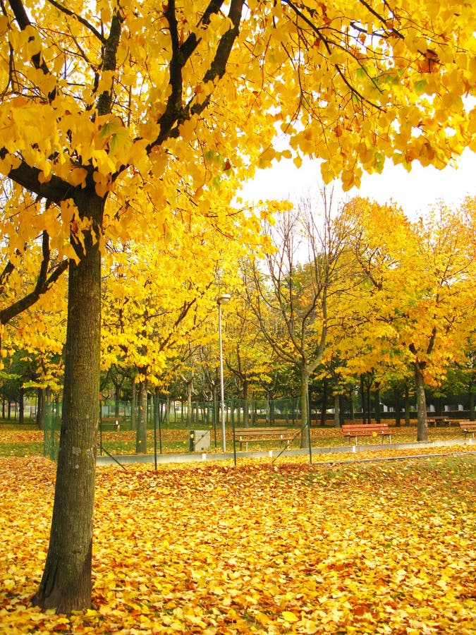 October leaves background stock image. Image of nature - 11338253