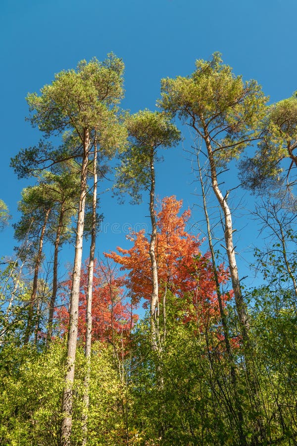 October in a pine forest stock image. Image of orange - 258825595