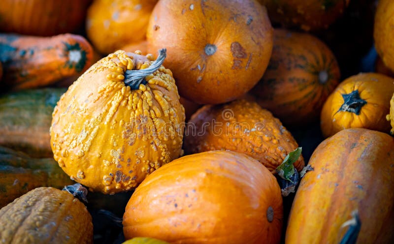 Gords on fall Leaves stock photo. Image of green, leaves - 27958