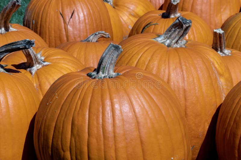 October Pumpkins patch stock image. Image of holiday - 198885043