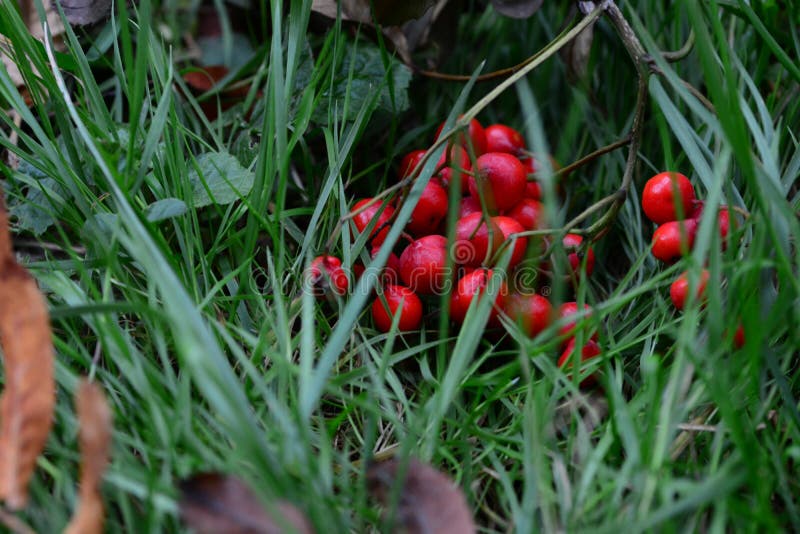 October red harvest stock image. Image of still, life - 105052297