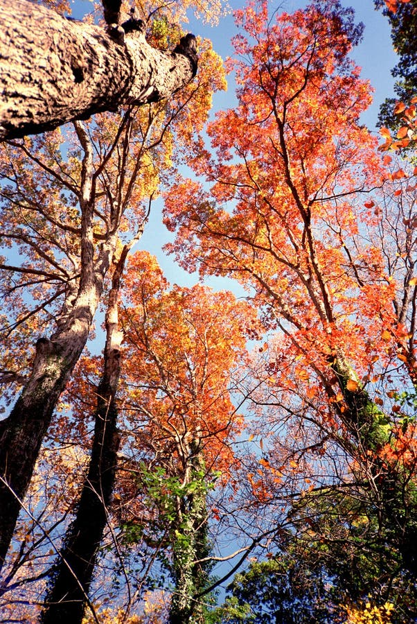 October Red Trees stock photo. Image of fall, autumn, nature - 3286302