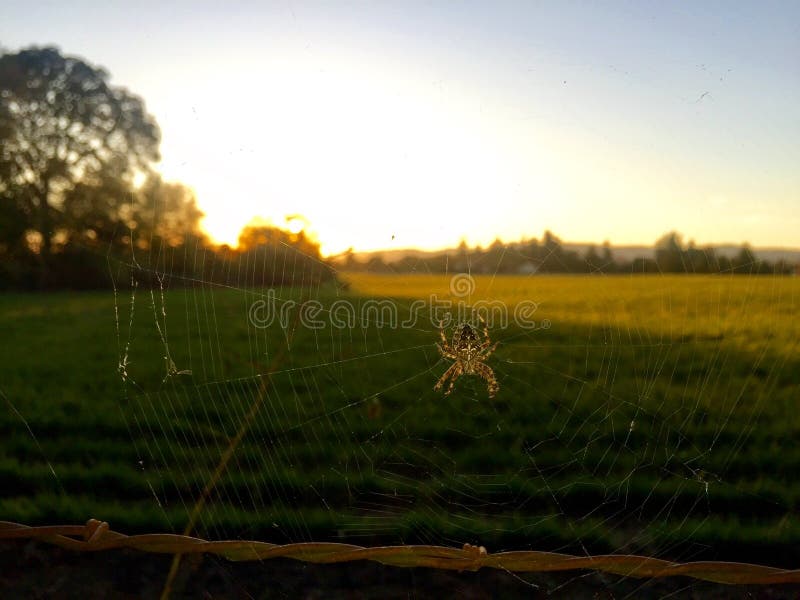 October Spider stock image. Image of beautiful, halloween - 108072057