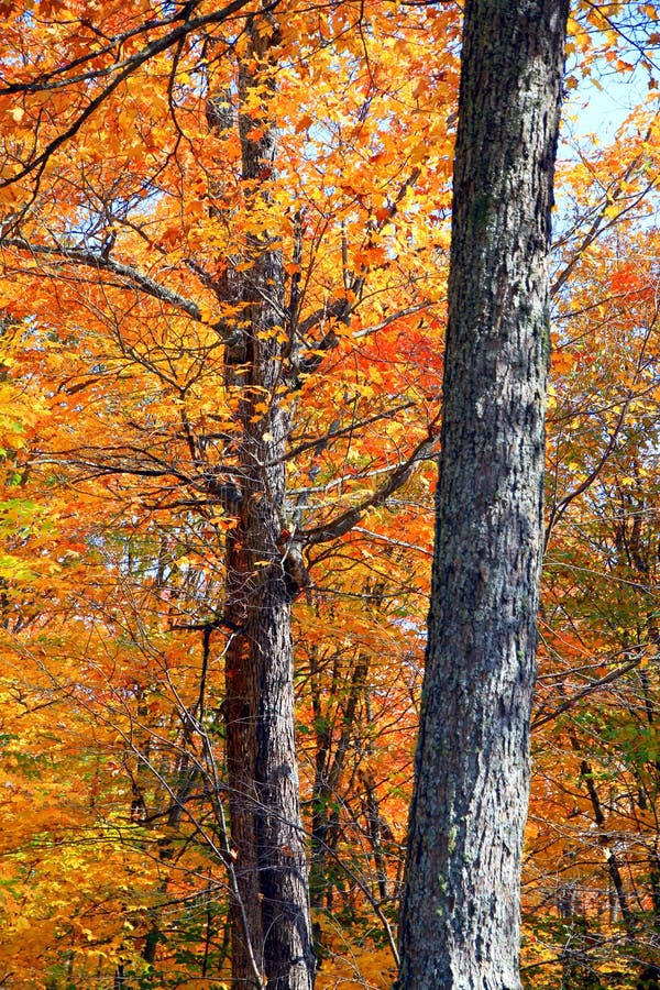 October Trees stock image. Image of yellow, side, traffic - 50493427