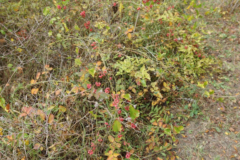 Grass and Bushes in the Autumn Forest. October Walk in the Forest ...