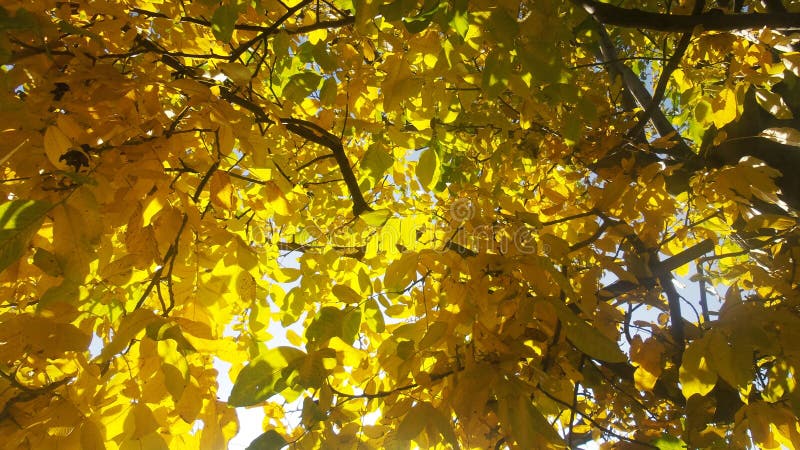 October Walnut stock photo. Image of maple, nature, leaves - 102493248