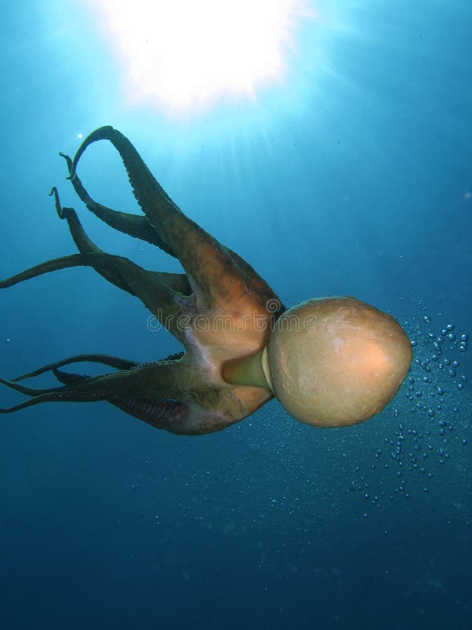 Octopus and sun stock photo. Image of marine, subacquatic - 16191828