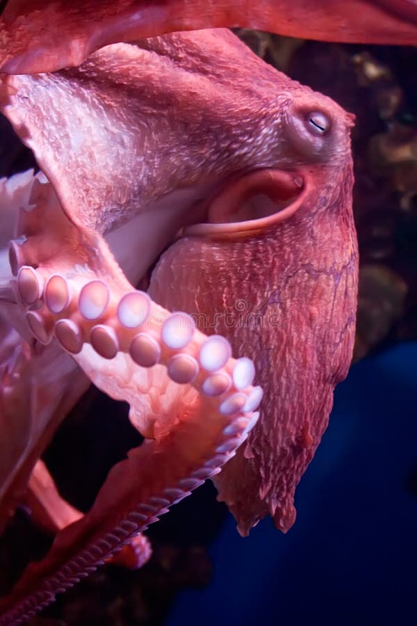 Head of an Octopus stock image. Image of black, spiral - 17558983