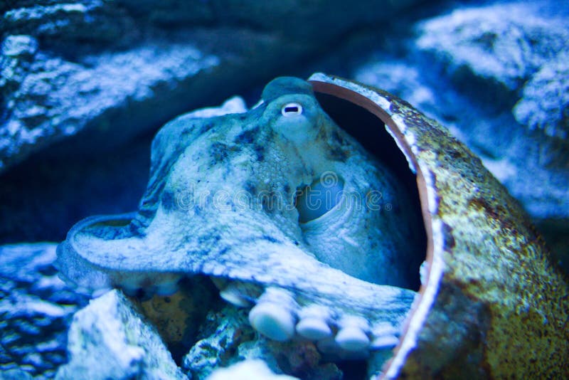 Octopus hiding in a shell stock image. Image of behaviour - 18966409