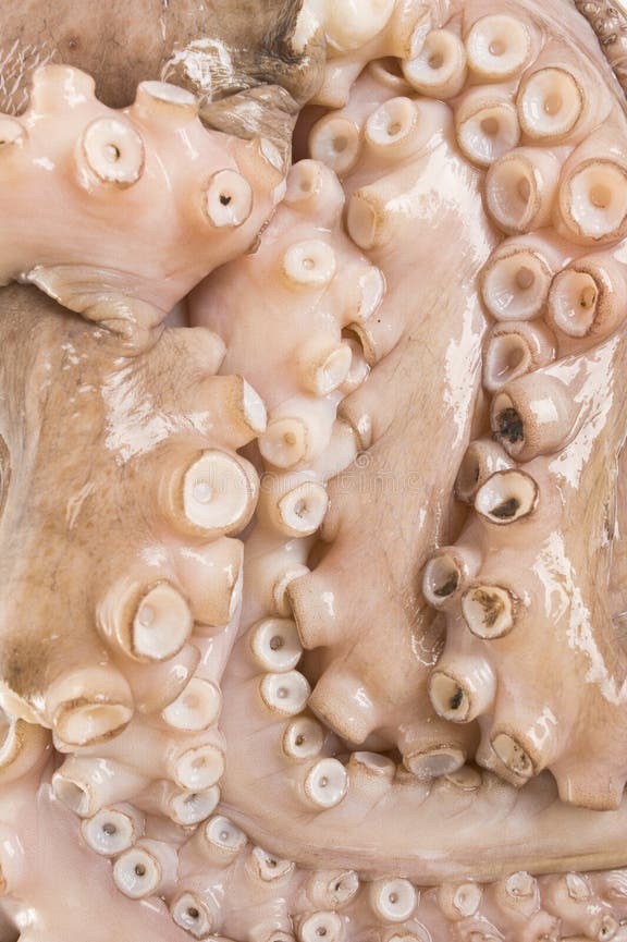 Octopus stock image. Image of slimy, octopus, fish, disgusting - 13425805