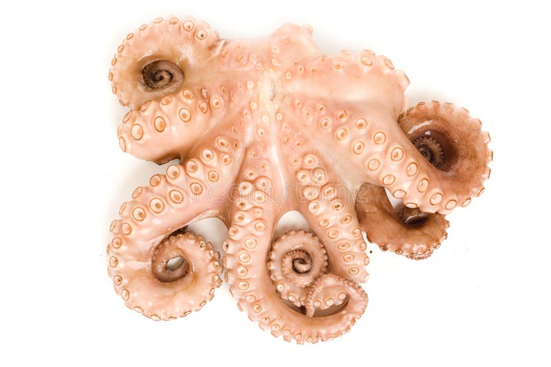 Octopus stock image. Image of cephalopod, invertebrate - 13426109