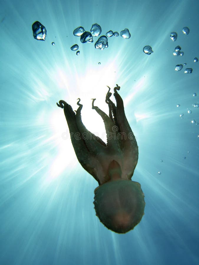 Octopus and sun stock photo. Image of marine, subacquatic - 16191828