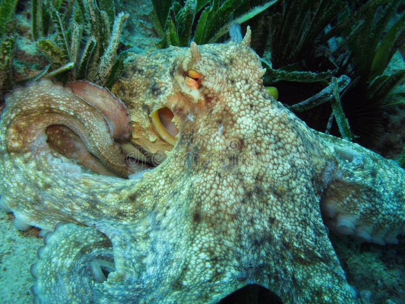 Octopus and sun stock photo. Image of marine, subacquatic - 16191828