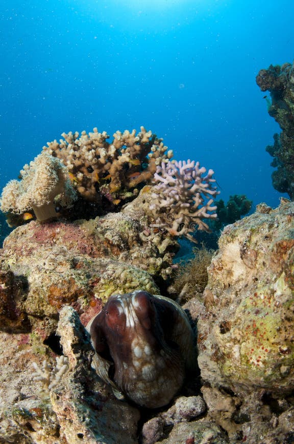 1,635 Octopus Scene Goonies Stock Photos - Free & Royalty-Free Stock ...