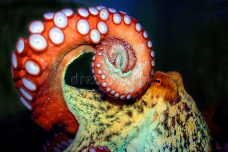 Scary Giant Octopus stock photo. Image of beautiful, bright - 17558946