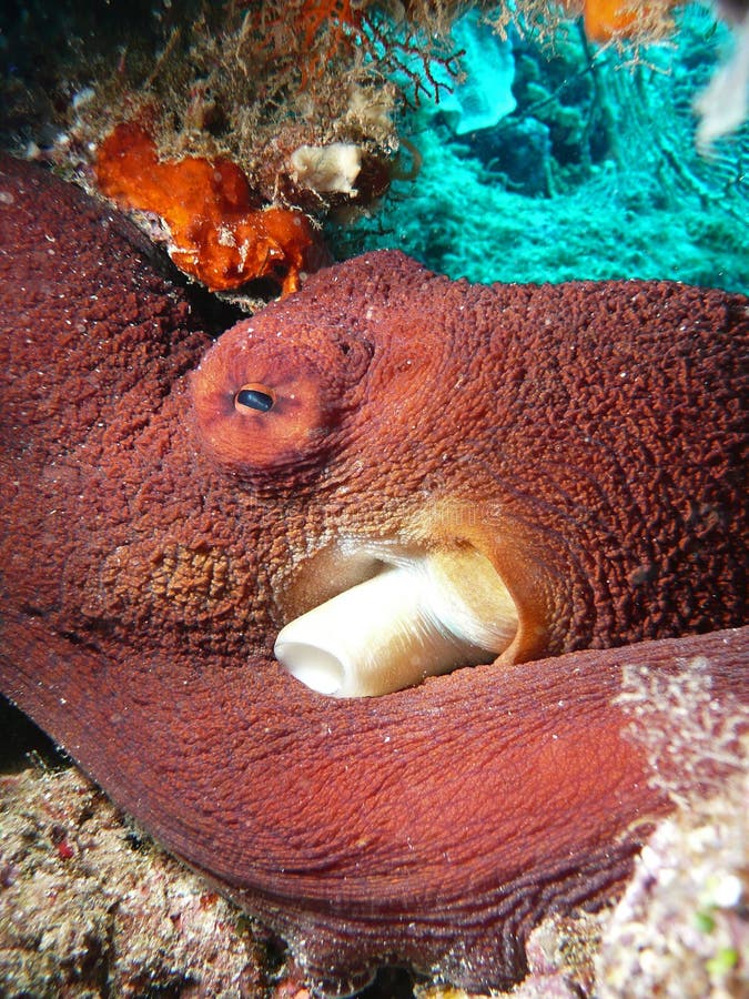 Head of an Octopus stock image. Image of life, shape - 17558983