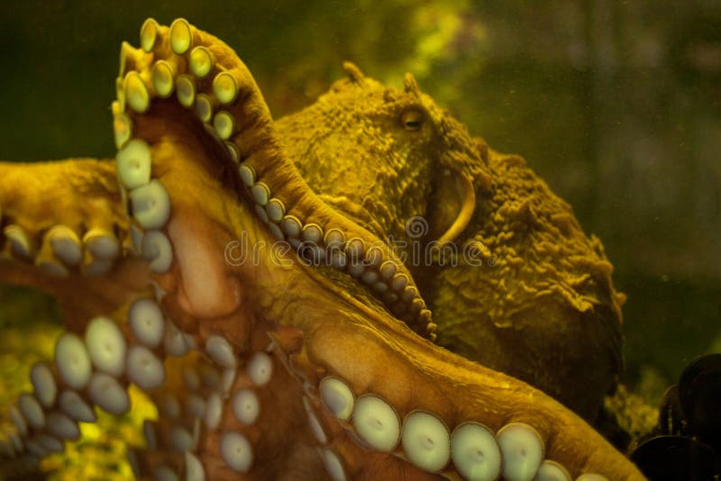 Octopus stock image. Image of vertebrate, swimming, nature - 26555577