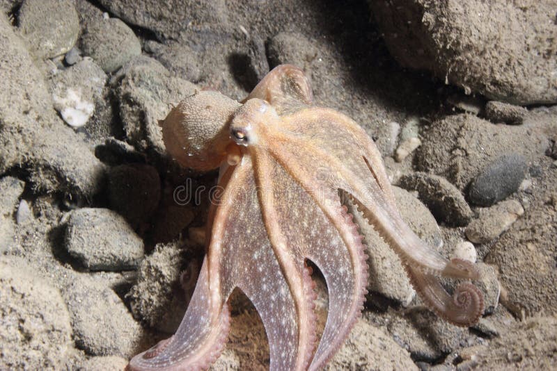 Octopus and sun stock photo. Image of marine, subacquatic - 16191828