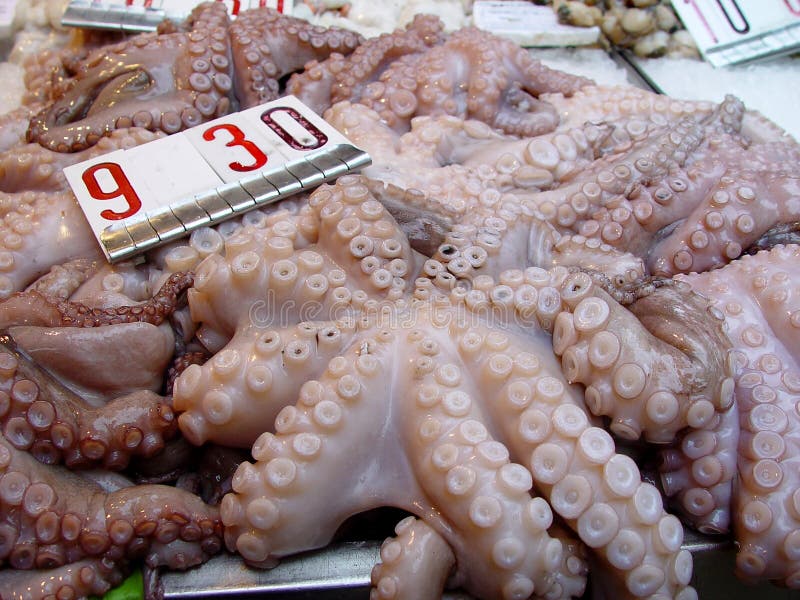 Octopus stock image. Image of suction, europe, food, price - 312445