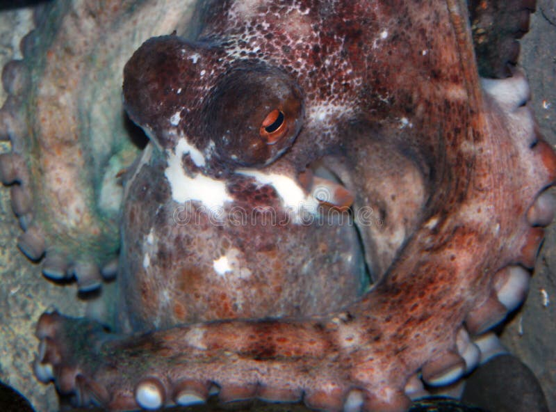 Octopus Picture. Image: 3399055