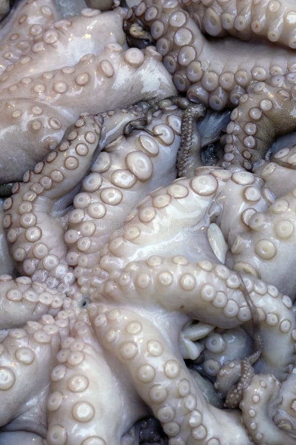 Octopus stock image. Image of grey, octopus, seafood, stall - 5608713