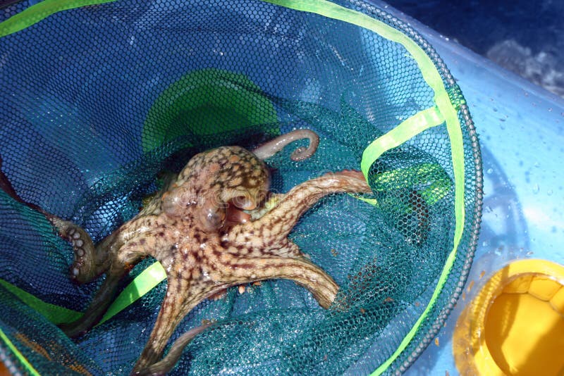 Octopus stock image. Image of aquarium, animal, deep, corals - 5828761