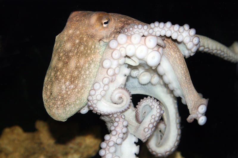 Barnacles on seashore stock photo. Image of shell, erosion - 11001052