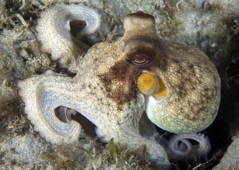 Common Sydney Octopus stock image. Image of cephalopod - 52329831
