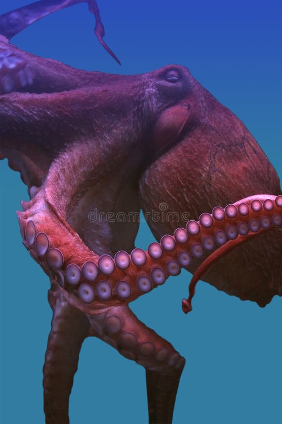 Octopus stock photo. Image of aquatic, beauty, depth, blue - 9756942