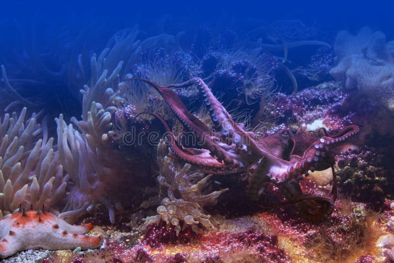 Octopus stock photo. Image of aquatic, beauty, depth, blue - 9756942
