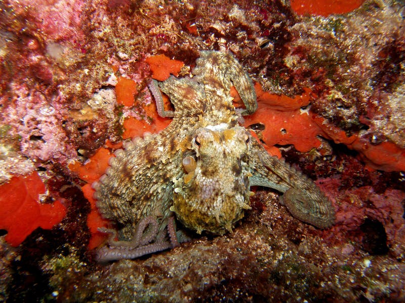 Octopus in Adriatic Sea, Croatia Stock Photo - Image of aquatic, wild ...