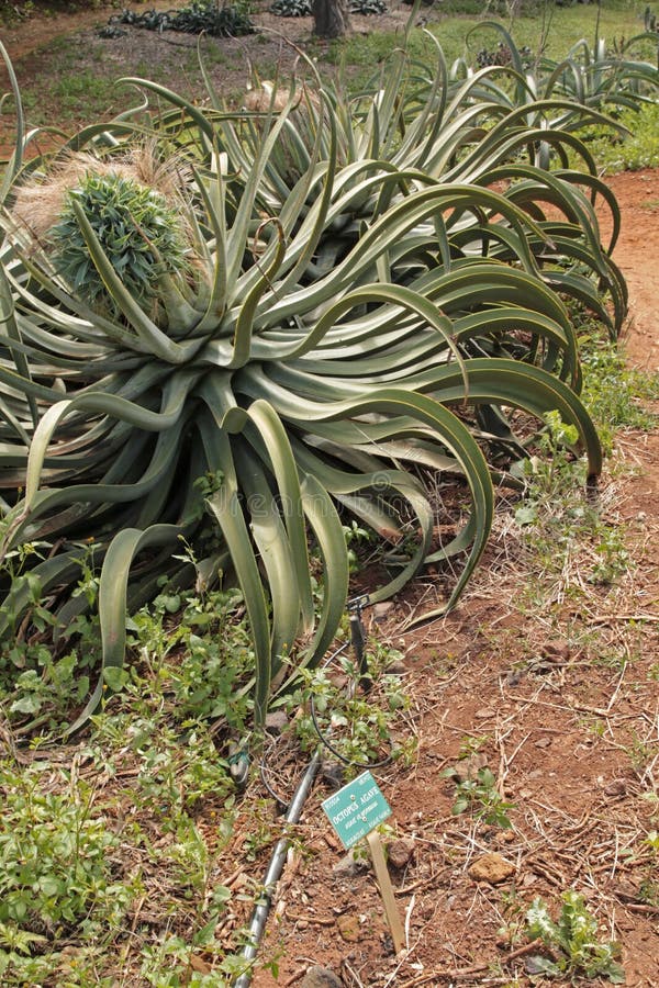 Octopus agave stock image. Image of koko, gardens, ornamental - 91943393