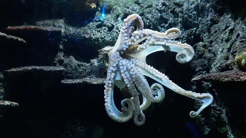 Octopus in aquarium stock photo. Image of octopus, water - 272431872