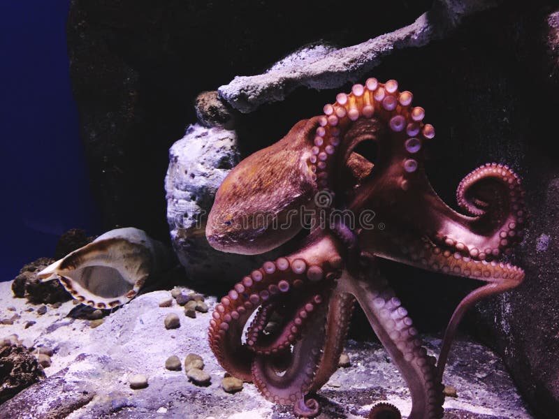 Octopus stock photo. Image of polipo, water, aquarium - 89189596