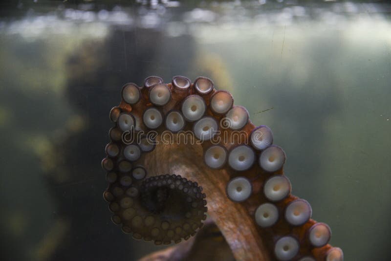 Octopus in the Aquarium. Common Octopus Octopus Vulgaris Stock Photo ...