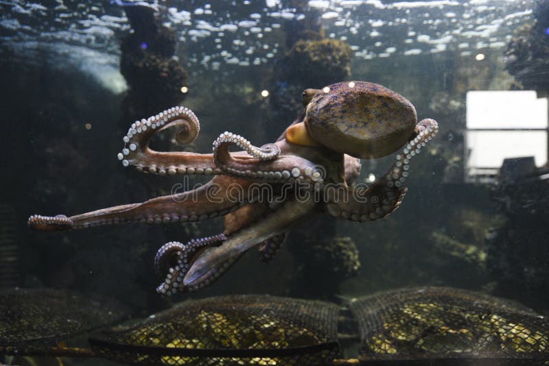 Octopus in the Aquarium. Common Octopus Octopus Vulgaris Stock Image ...