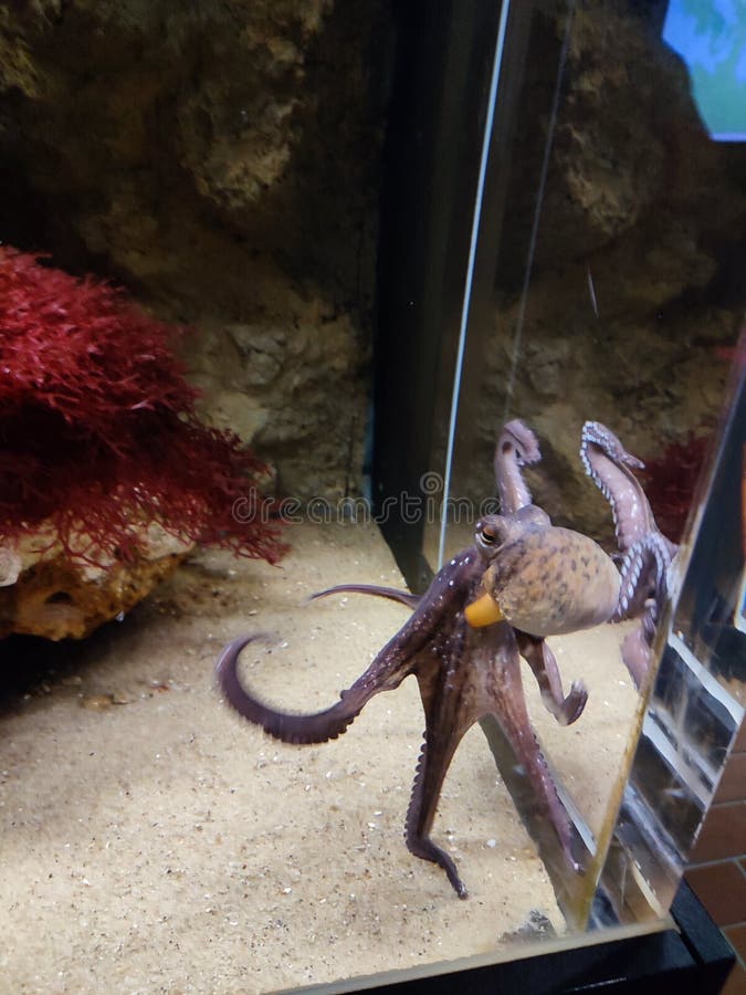 Octopus in Aquarium stock photo. Image of aquarium, octopus - 273168334