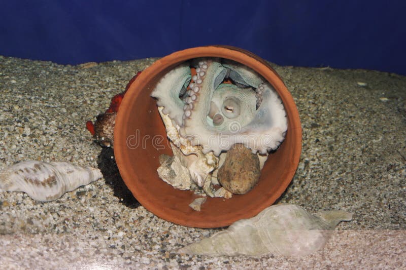 Octopus in the Aquarium of the Zoo Stock Photo - Image of hiding, dive ...