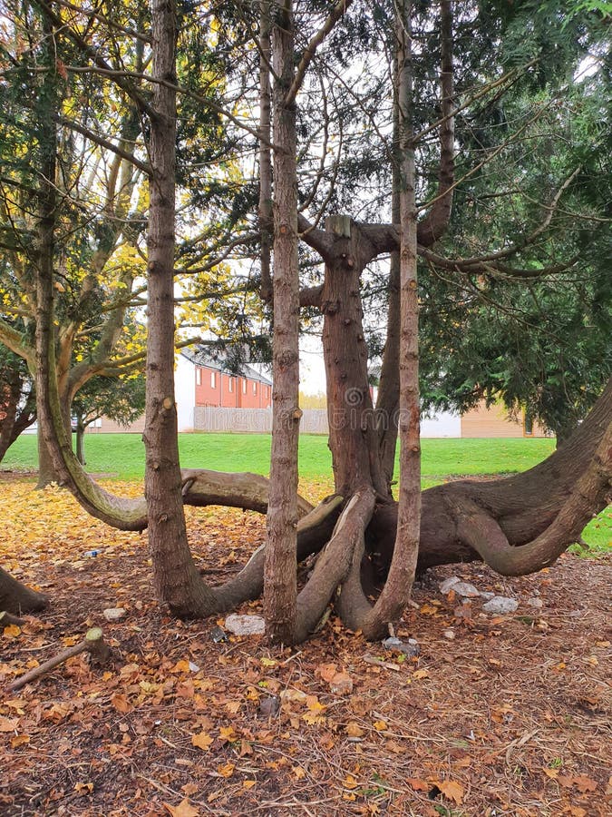 Octopus bendy imagem de stock. Imagem de bendy, polvo - 235590673