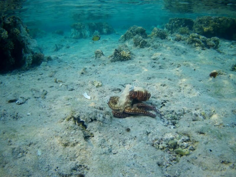Octopus Bizarrely Changes while Hunting, Marsa Alam, Egypt Stock Photo ...