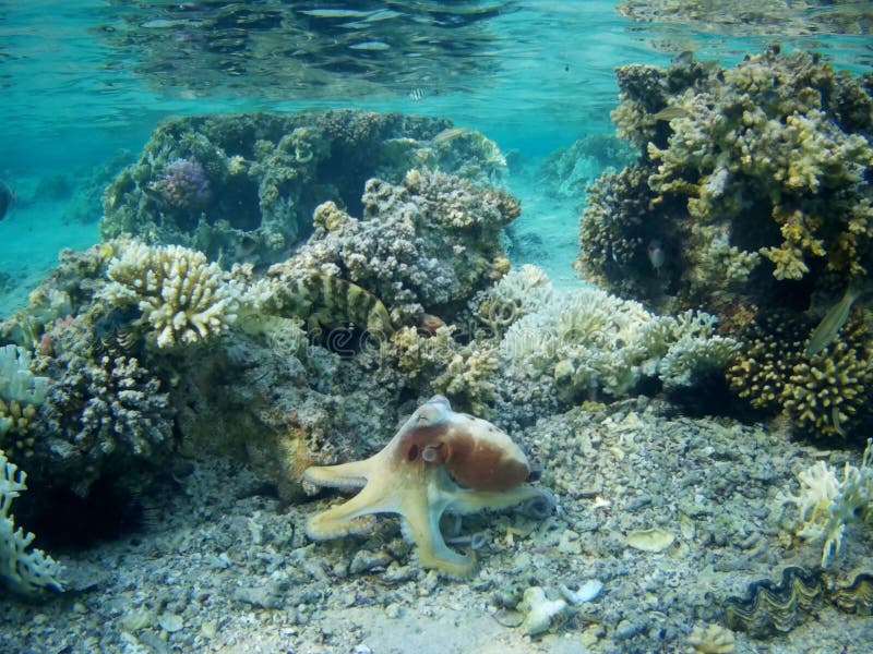 Octopus Bizarrely Changes while Hunting, Marsa Alam, Egypt Stock Image ...