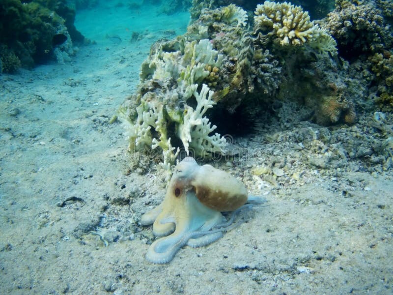 Octopus Bizarrely Changes while Hunting, Marsa Alam, Egypt Stock Photo ...
