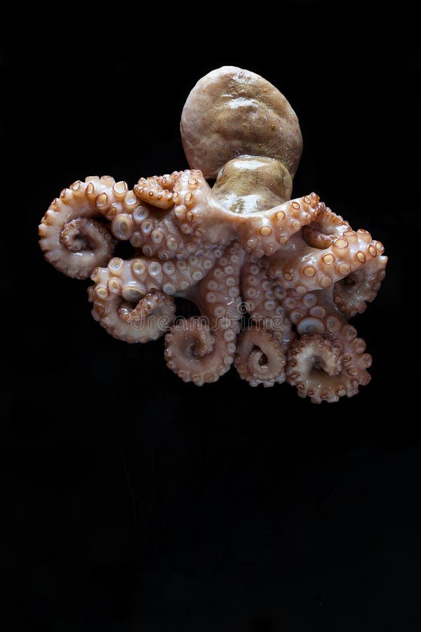 Octopus on a Black Background Stock Photo - Image of macro, background ...