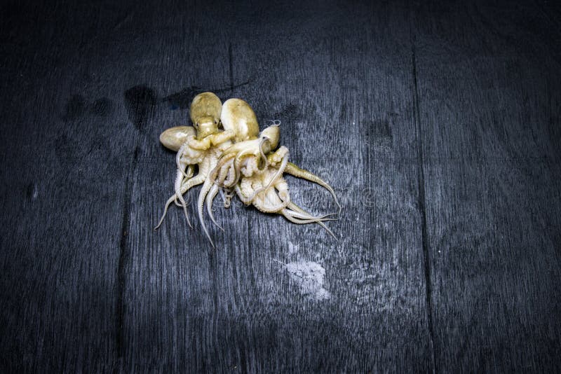 Octopus on Black Background Stock Photo - Image of leopard, dark: 124417308