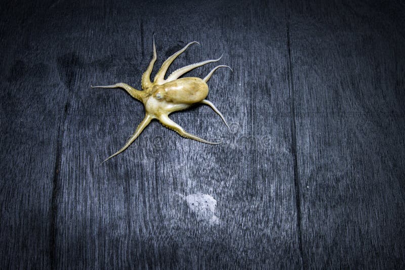 Octopus on Black Background Stock Photo - Image of leopard, dark: 124417308