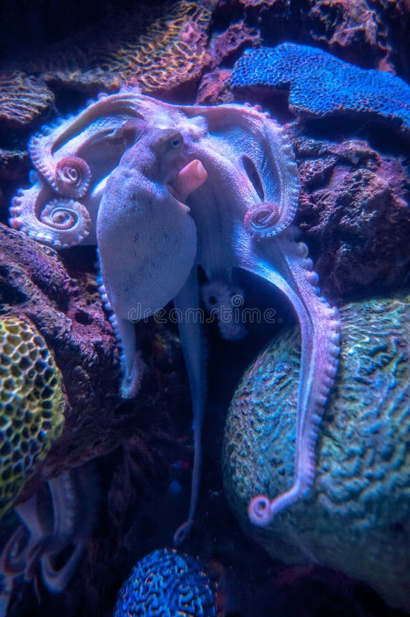 Octopus in blue light stock photo. Image of octopus, ocean - 63149722